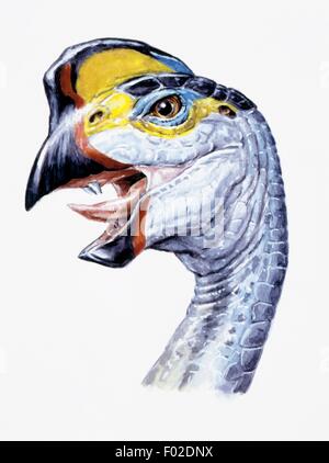 Paléozoologie - Crétacé - Dinosaures - Oviraptor (à gauche) et ...