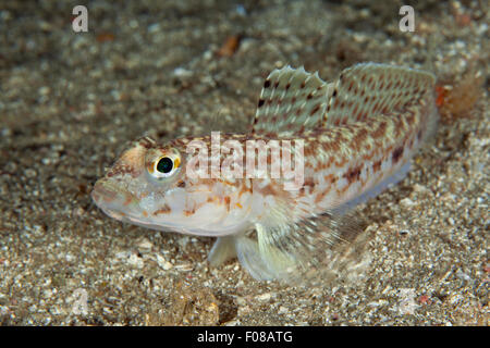 Poisson gobie svelte Gobius geniporus) (sous l'eau dans la mer ...