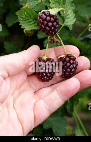 La cueillette des fruits mûrs sur une ferme cueillir vos propres fruits ...