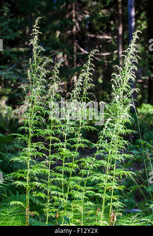 L'armoise, Artemisia vulgaris plante et feuilles vertes Photo Stock - Alamy
