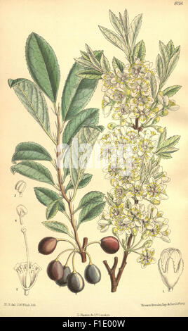*Curtis's Botanical Magazine* est une revue botanique bien connue qui ...