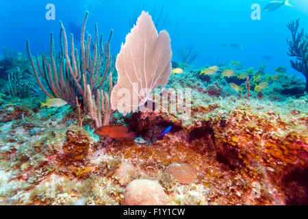 Barrière de Corail près de Cayo Largo, Cuba Photo Stock - Alamy