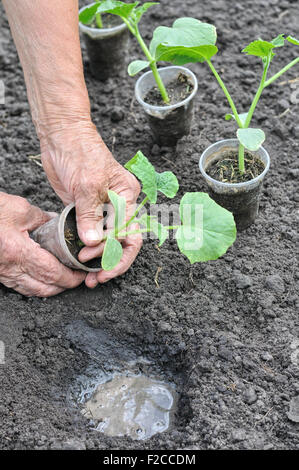 La plantation des semis des agriculteurs un concombre dans le potager ...
