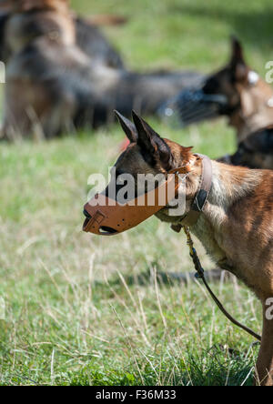 La photo montre muselé les chiens de garde de sécurité au cours de l ...