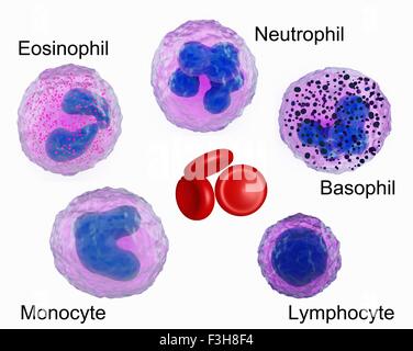 Globules blancs basophiles et les globules rouges, l'illustration de l ...