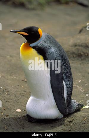 Un manchot royal debout dans profil sur une plage en pierre grise. Les ...