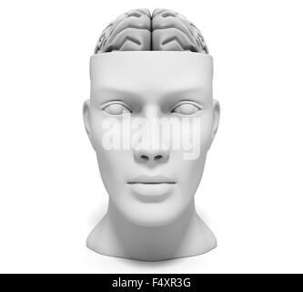 Illustration anatomique de la tête, du cerveau, des artères, des nerfs ...