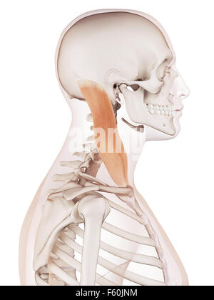 Le muscle sterno-cléido-mastoïdien Photo Stock - Alamy