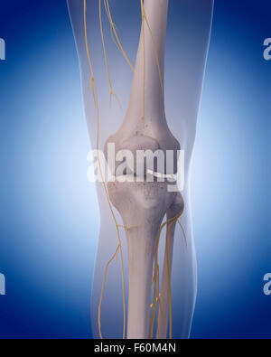 Les nerfs du genou Photo Stock - Alamy