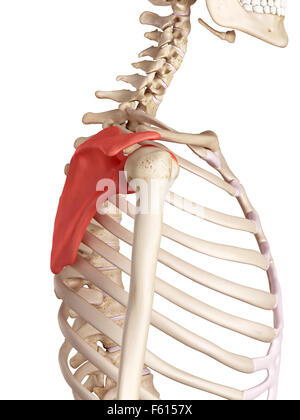 Anatomie du squelette humain Scapula Bone 3D Rendering for Medical ...