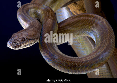 La Papouasie-Nouvelle-Python / Apodora papuana Photo Stock - Alamy