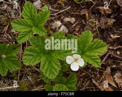Plaquebière Rubus chamaemorus dans une tourbière à sphaignes humides ...