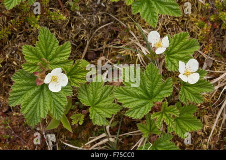 Plaquebière Rubus chamaemorus dans une tourbière à sphaignes humides ...