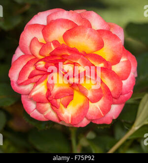 Roses bicolores jaunes et rouges disposées avec des branches et des ...