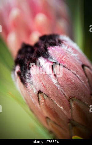 L'AFRIQUE DU SUD- Détail de "Savane du petit Cayenne" Protea plante en ...