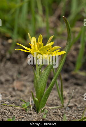 La Gagea fragifera (étoile jaune de Bethléem), =Gagea liotardii, est ...