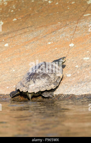 La tortue géographique (Graptemys geographica) ou tortue géographique ...