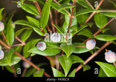 Myrte commun, myrte, vrai, de myrte, de fruits, de myrte myrte ...