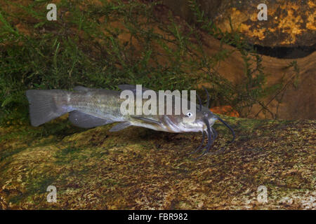 La barbotte brune, le poisson-chat, le poisson-chat américain, Brauner ...