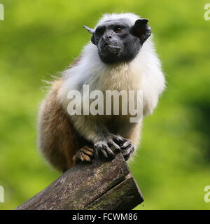 Pied tamarin monkey (Saguinus bicolor), en voie de disparition les ...