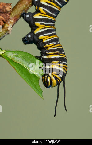 La chenille de papillon monarque, Asclepia Curassavica, , papillon ...