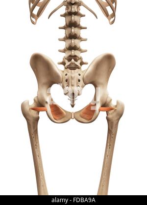 Illustration du muscle obturateur interne des muscles Banque D'Images ...