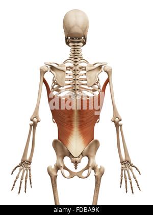 Les muscles du dos (grand dorsal), illustration Photo Stock - Alamy