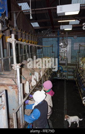 La traite des brebis en une salle de traite Photo Stock - Alamy