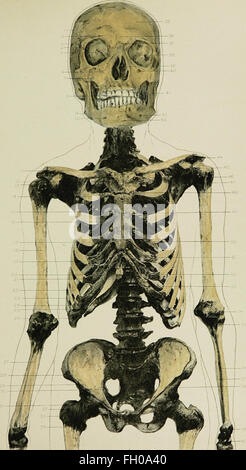 Anatomie régionale dans son rapport à la médecine et la chirurgie. 14 ...