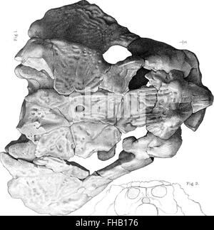 Une étude détaillée de 1892 sur le reptile fossile Pareiasaurus ...