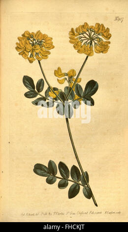 *Curtis's Botanical Magazine* est un périodique de longue date qui ...