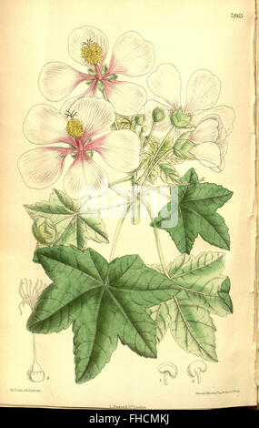 Curtis's Botanical Magazine, présentant des illustrations botaniques et ...