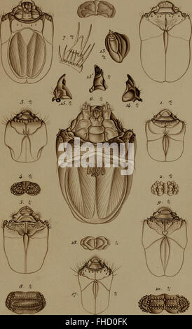 Un travail de 1861 sur la métamorphose des insectes, explorant le ...