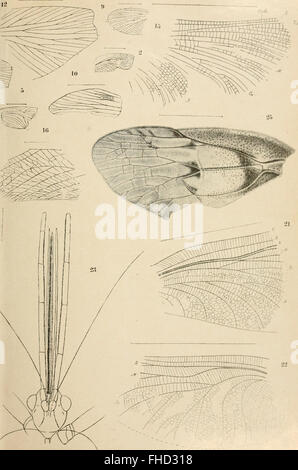 Un manuel pour paléontologues et zoologistes, axé sur les insectes ...