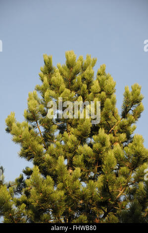 Pin noir (Pinus nigra, Pinus austriaca, Pinus nigra ssp. calabrica ...