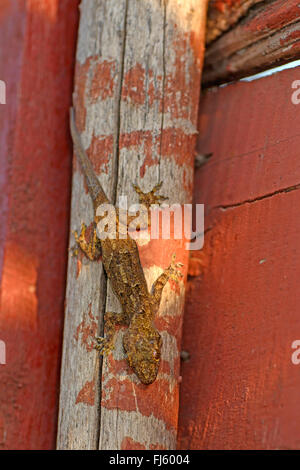 Gecko, feuille d'arbre Flathead-toed Gecko, Gecko Baobab (Hemidactylus ...