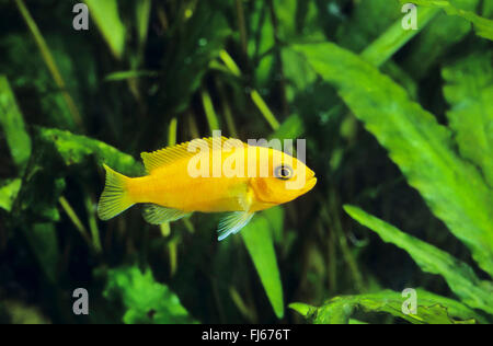 Zèbre Rouge zèbre de Grant, Esther, Malawi, Cichlide Maylandia estherae ...
