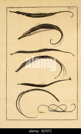 Historiae Piscium Naturalis, un ouvrage ichtyologique du XVIIIe siècle ...