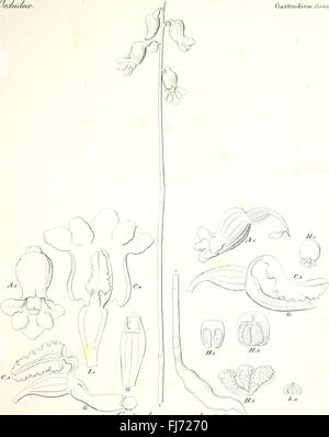 Une œuvre botanique présentant des illustrations de genres végétaux ...