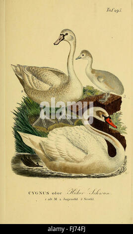 Une illustration des oiseaux allemands tirée des travaux de Johann ...