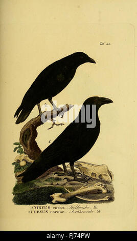 Illustration détaillée tirée de « Natural History of the Birds of ...