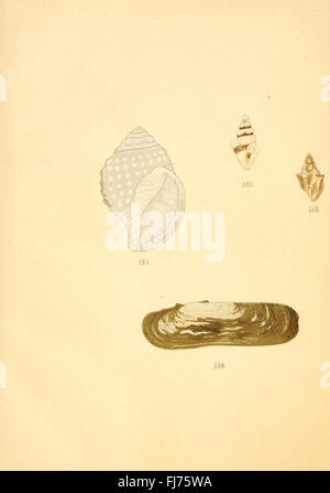 Kaisenshu, un catalogue des espèces de mollusques du Japon, mettant en ...