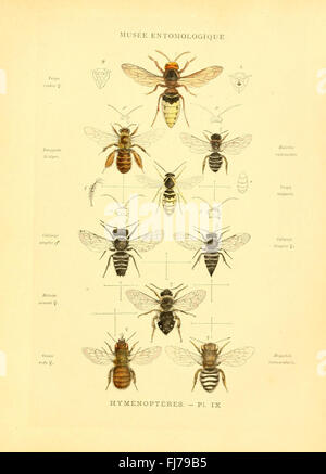 Musée Entomologique illustré, une collection illustrée présentant ...