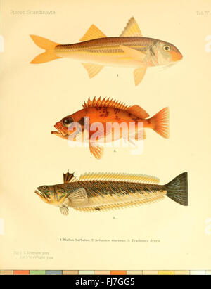 Histoire des poissons scandinaves, Classification, poissons, Harvard ...