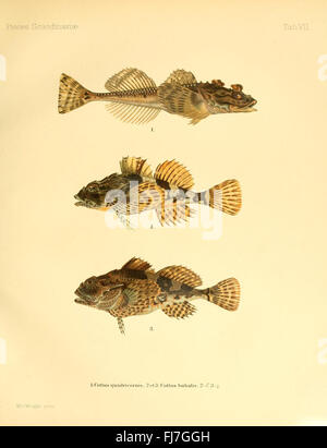 Une histoire des poissons scandinaves, une étude scientifique sur la ...