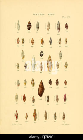 Une étude détaillée des mollusques, centrée sur leur classification ...