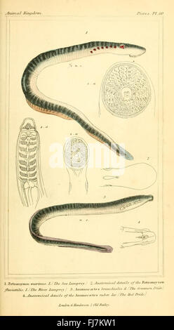 Classification animale, zoologie, règne animal, taxonomie, organisation ...