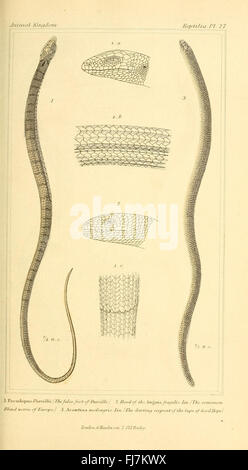 Un travail fondamental en zoologie, détaillant la classification des ...