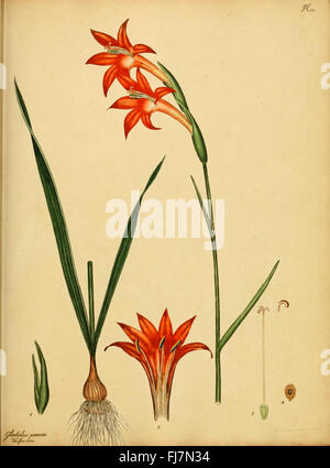 Une illustration du « The Botanist's Repository » présentant des ...