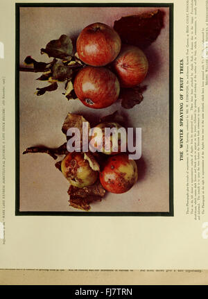 Le Mark Lane express, revue agricole &c . HARNESSPASTE SADDLE ...